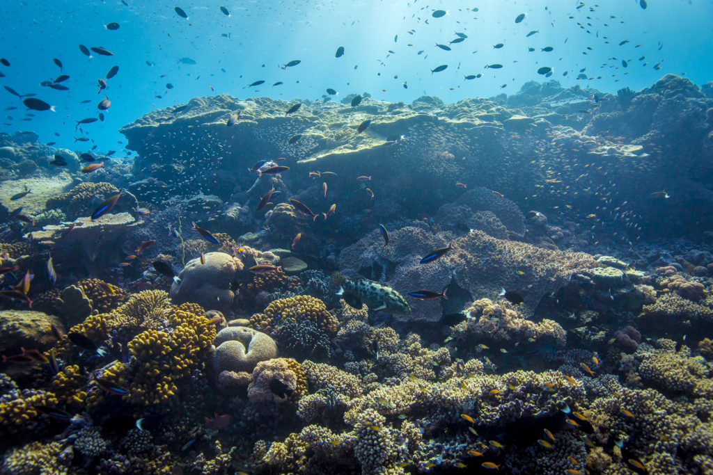Blue Marine Foundation: Protect The World's Oceans - ideaXme